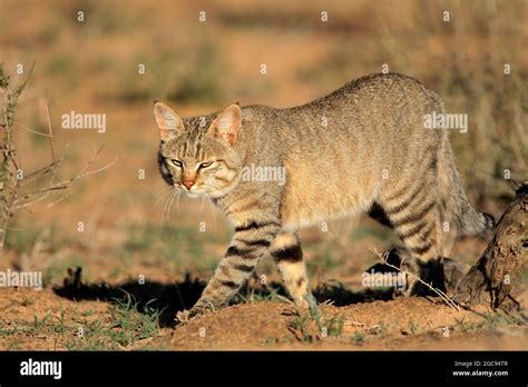 African Wild Cat Felis Silvestris Lybica In Natural Habitat Kalahari