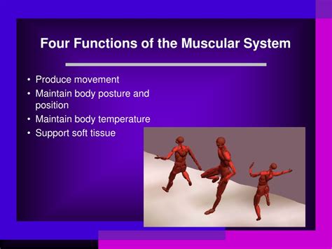 Ppt The Muscular System Functions Types And Activities In Red
