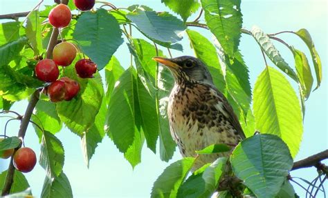 Как спасти черешню от птиц: самые лучшие способы