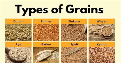 Types Of Grains Chart Cereals Chart With Names
