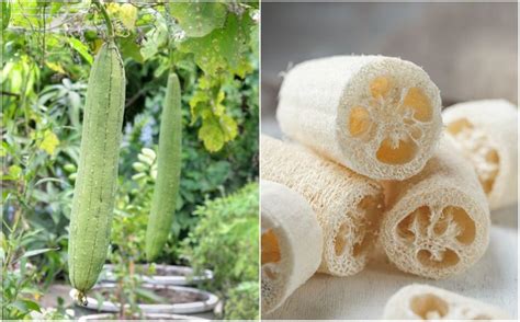How To Grow Loofah Sponges And 9 Brilliant Ways To Use Them Loofah