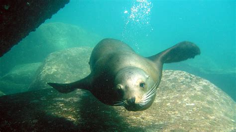 La Protección Del Mar Argentino Un Avance En Políticas Públicas Infobae