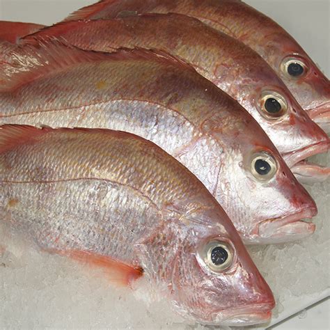 Moses Perch 880kg 5kg Buy Seafood Warehouse