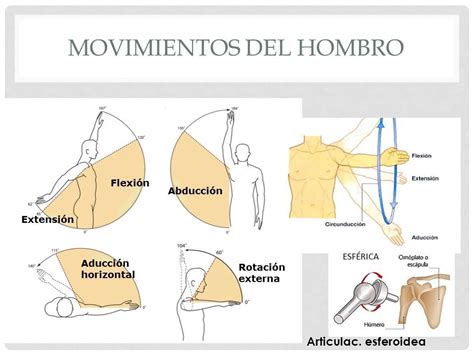 Anatoma Del Hombro Y Cintura Escapular
