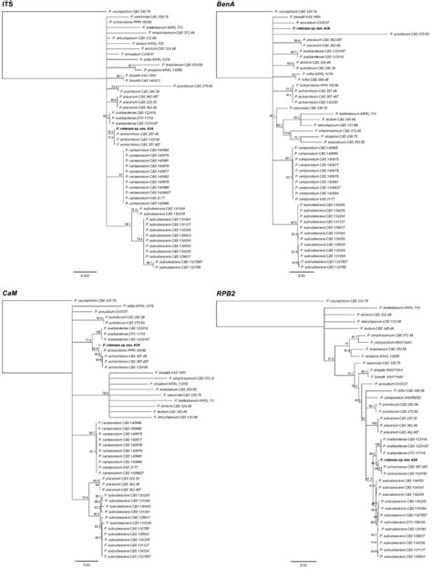 Phylogenetic Tree Inferred From Maximum Likelihood Analysis Of Partial