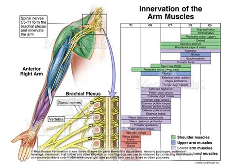 Shingles Nerve Patterns Understanding Dermatomes And Managing Herpes