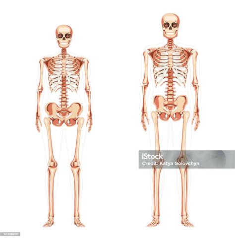 여성과 남성의 집합 해골 남성과 여성의 인체 뼈 숙녀와 신사 정면보기 3d 현실적인 개념 플랫 소녀와 소년 개념 흰색에 고립 된 해부학의 벡터 일러스트 레이 션 3차원