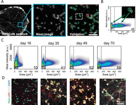 High Content Screening Hcs Microscopy Quantifies Single Neurons On A