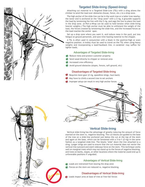 How To Trim Tree Branches Yourself A Step By Step Pruning Guide Artofit