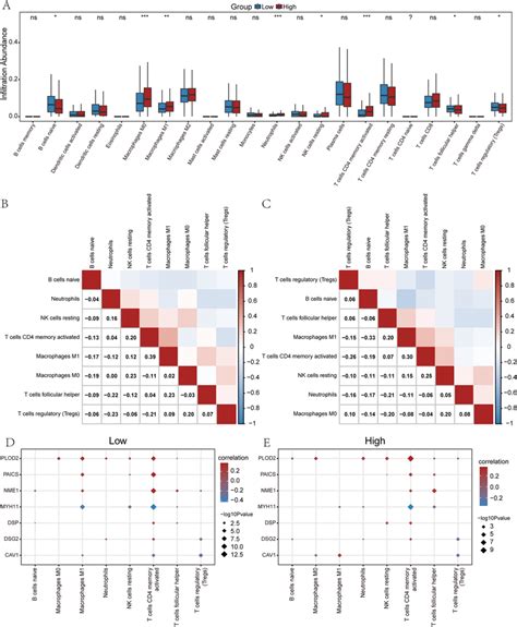 Cibersort Immune Infiltration Analysis Of The Two Miag Score Groups In Download Scientific