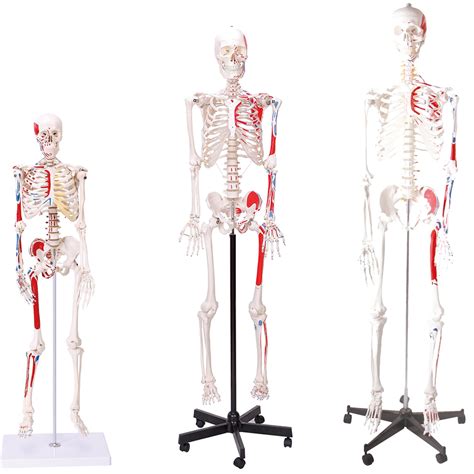 Medical Teaching Models Bone Color Human Teaching Skeleton 170cm Human