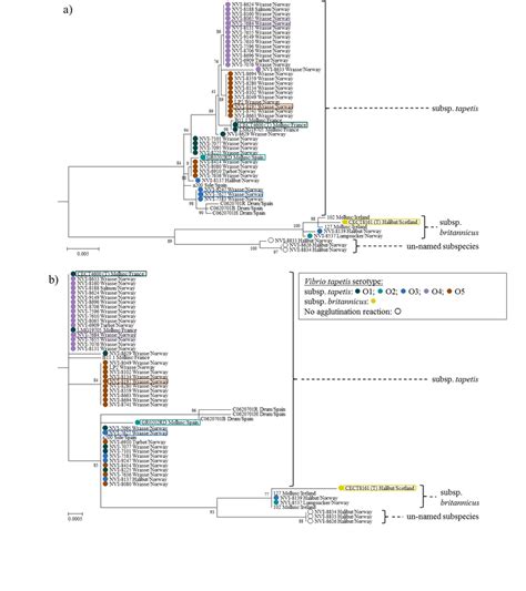 maximum likelihood ml trees based on concatenated housekeeping gene