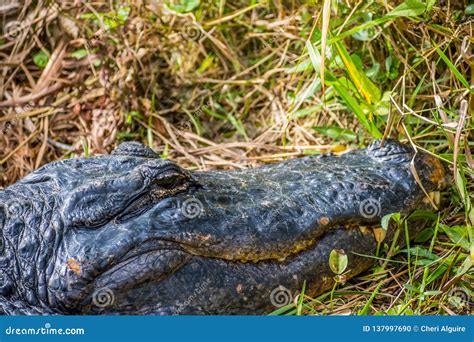 A Large American Alligator In Everglades National Park Florida Stock