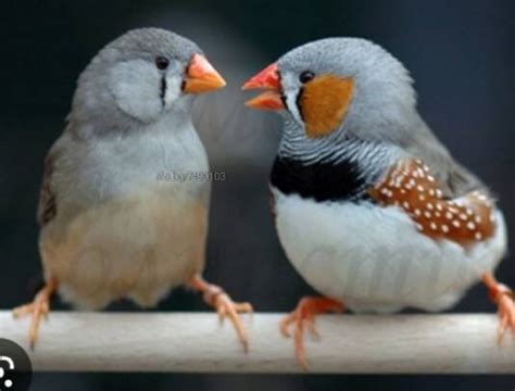 Финки Амадини Птици Плевен Продавам млади финки