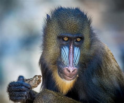 Blue Faced Baboon