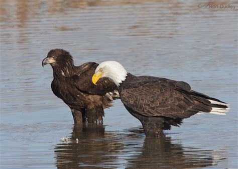 A Guide To Aging Bald Eagles Feathered Photography