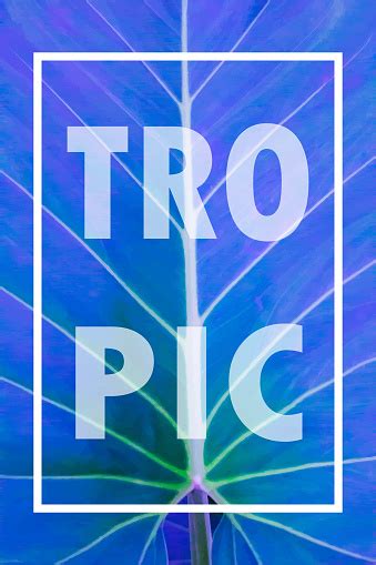 파란색 잎의 매크로가있는 흰색 프레임입니다 열대 배경 여름 개념 고사리 단풍 배경입니다 초대 및 인사말 카드에 대한 우아한 배경 경관에 대한 스톡 벡터 아트 및 기타 이미지