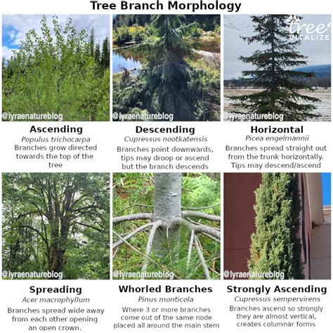 Different Types Of Aspen Trees Their Identifying Features