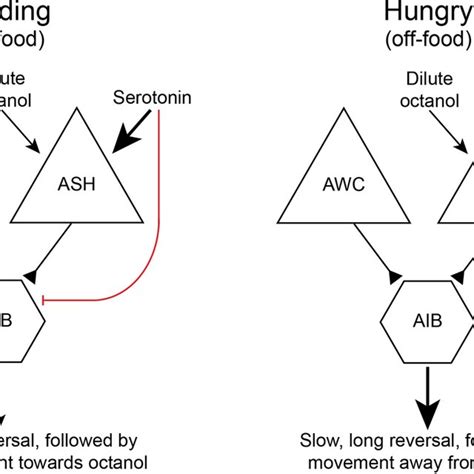 Candidate Neural Architecture For Subjective Experience In C Elegans Download Scientific