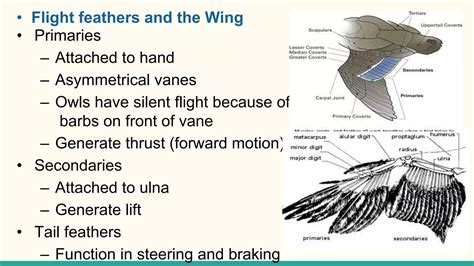 Flight Adaptation In Birds Pptx