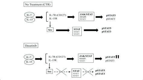 Schematic Representation Of Potential Effects Of Dasatinib On Download Scientific Diagram