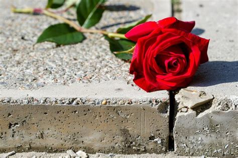 A Rose Emerging From Concrete Premium Ai Generated Image