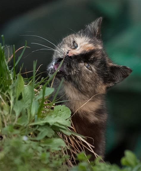 Hungry Kitten By Luka567 On Deviantart