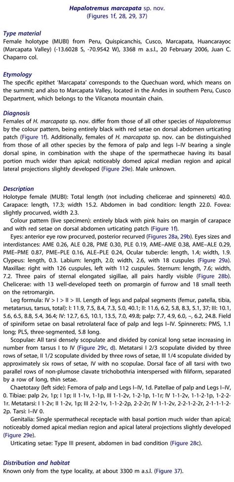 Hapalotremus Marcapata Ferretti Cavalllo Chaparro Ríos Tamayo Seimon And West 2018