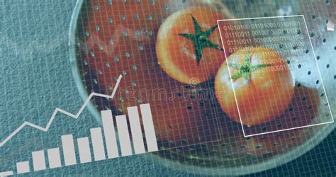Data Processing Animation Overlaying Tomatoes In Colander With Graphs And Binary Code Stock