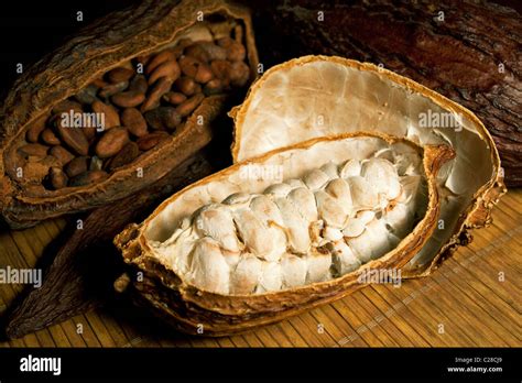 Harvest Cocoa Beans Hi Res Stock Photography And Images Alamy