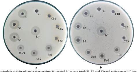 Figure 3 From Protease Activity Of Crude Enzyme From Fermented