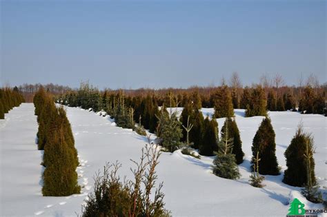 Фотографии питомника Внуково Фотогалерея