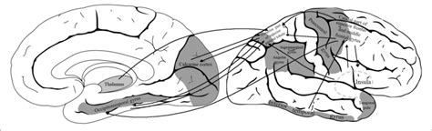 The Model Of Visuospatial Network With The Defined Region Of Interest