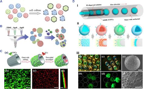 a schematic diagram of encoded microspheres for evaluating the