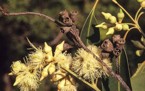 Eucalyptus Robusta Unique Tree Seeds Plantations