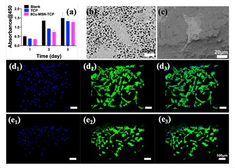 The Viability Of Rabbit Bone Marrow Derived Mesenchymal Stem Cells In Download Scientific