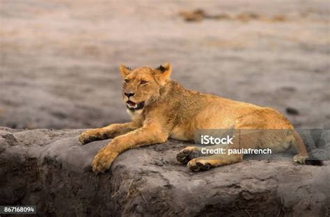 사춘기 남성 라이온의 입 주위에 혈액의 모래톱에 Hwange 국립 공원 짐바브웨에 있는 최근 죽 일 후 휴식 고독 개념에 대한 스톡 사진 및 기타 이미지 Istock