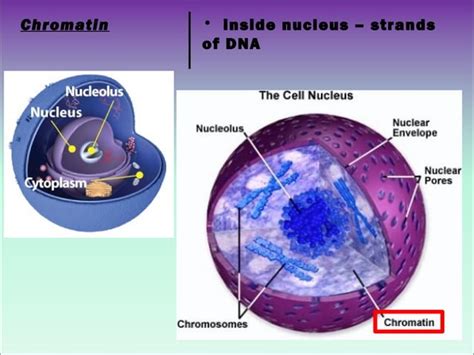 Cell Organelle Powerpoint Presentation Ppt
