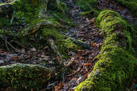 Premium Photo Moss Growing On Rock In Forest