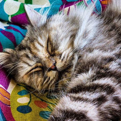 Beautiful Cat Sleeping In The Couch Stock Image Image Of Flower