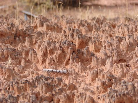 Cryptobiotic Soil Crusts Wild About Utah