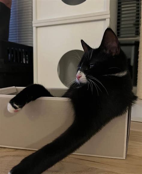 just chill bro r cats