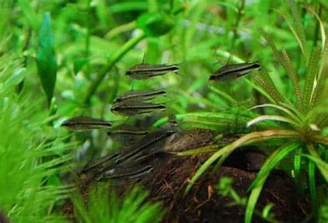 Pygmy Cory Detailed Guide Care Diet And Breeding Shrimp And