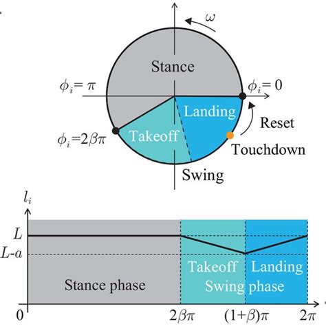 A Phase Oscillator Model B Leg Length Li Depending On Phase ϕi Download Scientific Diagram