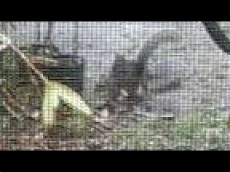 Male Female Squirrels Having Sex On This Saturday Morning YouTube Male Female Squirrels Having Sex On This Saturday Morning YouTube