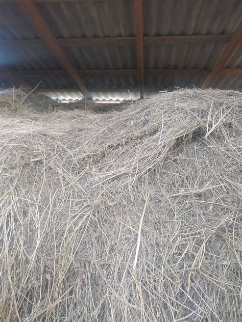 lucernă