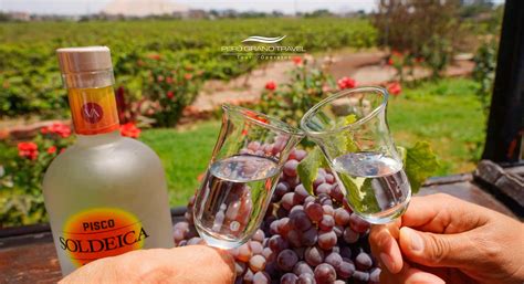 La Guia Del Pisco Peruano Historia Alquimia Y El Espíritu De Los