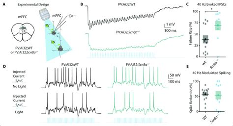 pvins show deficient gamma frequency synaptic output but can regulate