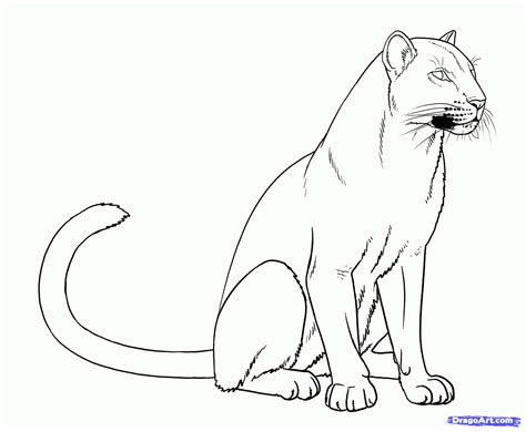 Panther Head Drawing At Explore Collection Of