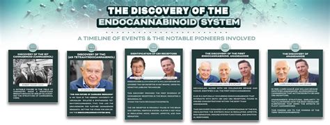 What Is The Endocannabinoid System Ecs